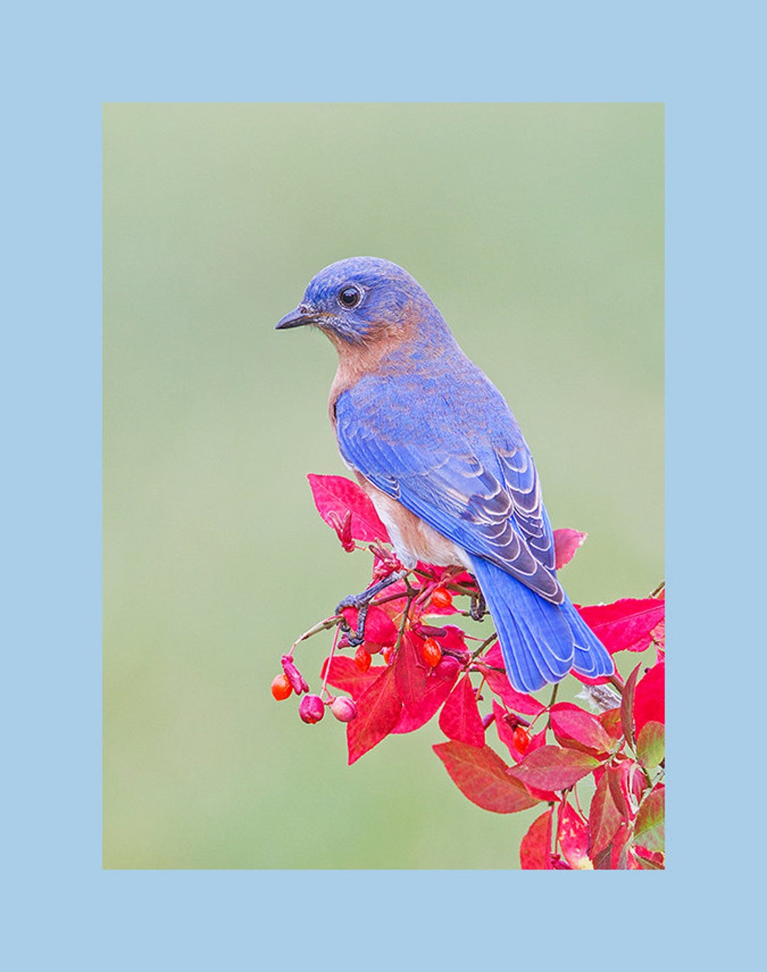 Bluebird Bird Photograph, Bluebird Photograph, Bluebird, Bird ...