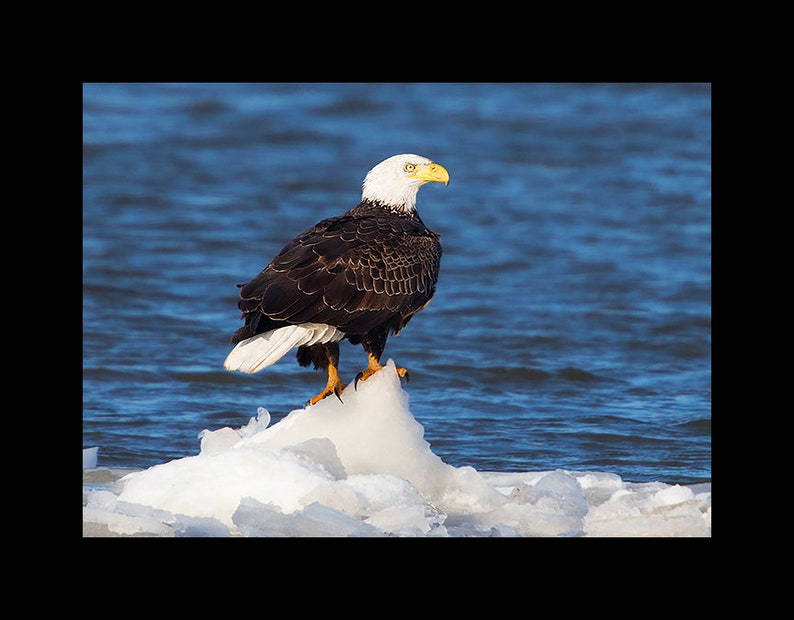 Bald Eagle on Ice Floe, Bald Eagle Photographs, Eagle Photographs - Etsy