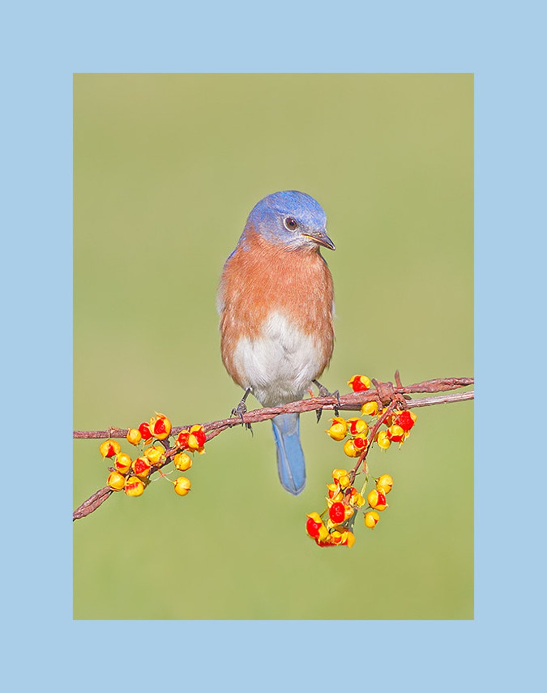 Bluebird Bird Photograph, Bluebird Photograph, Bluebird, Bird ...