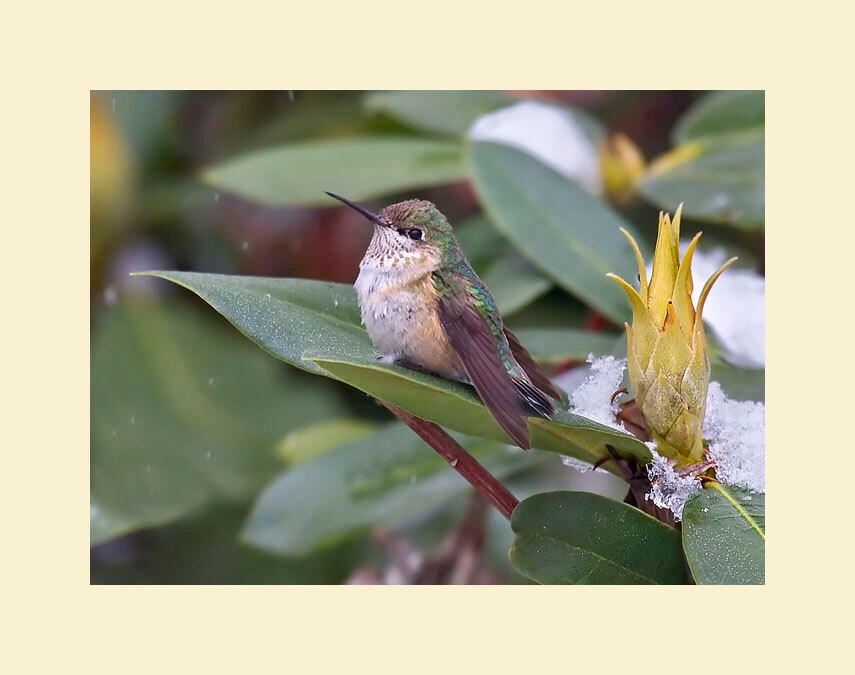 Fotografía de pájaro colibrí Calliope, fotografía del colibrí Calliope ...