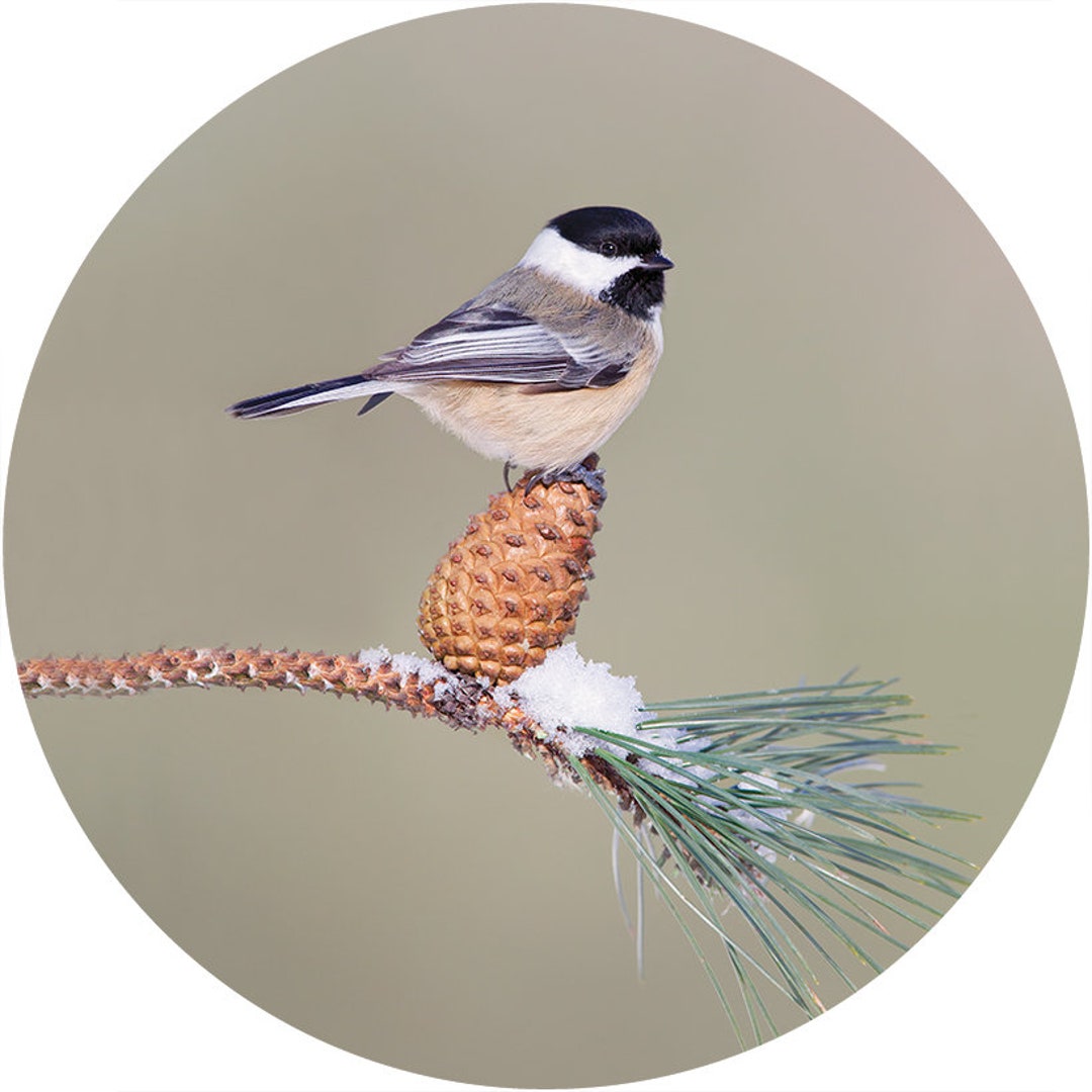 Round Aluminum Chickadee Print, Chickadee Print, Chickadee Photograph ...