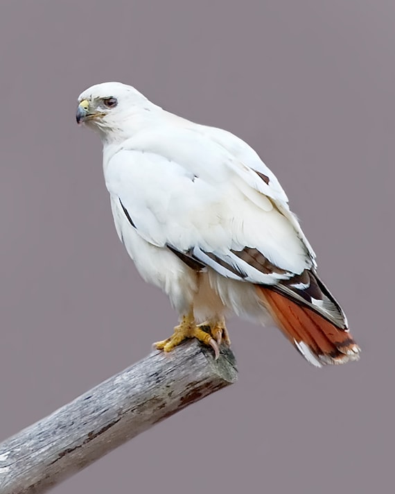Albino Red Tailed Hawk