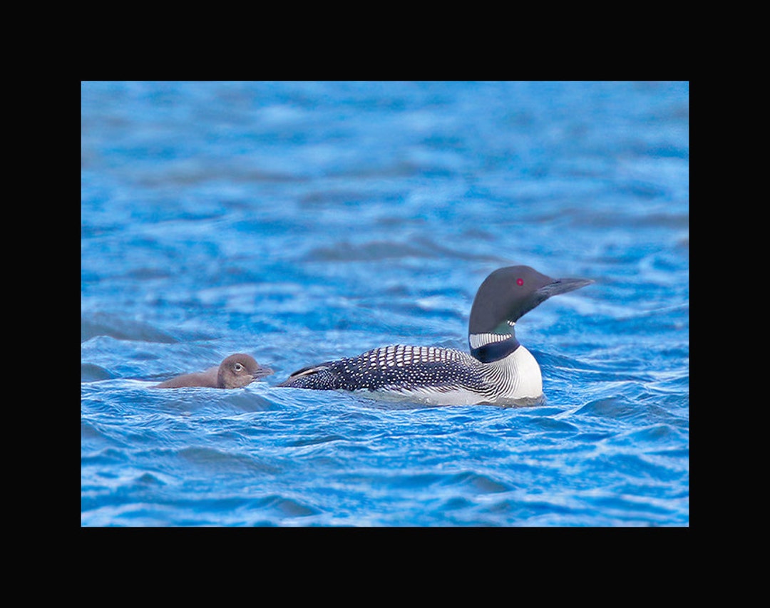 Loon Bird Photograph, Loon Photograph, Loon, Bird Photograph, Common ...