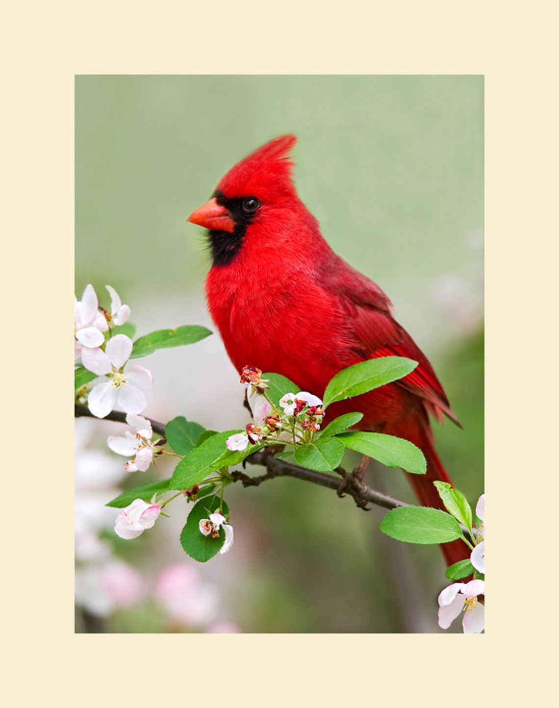 Cardinal Bird Photograph, Cardinal Photograph, Bird Photograph ...