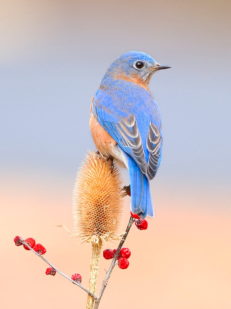 Bluebird Metal Aluminum Photograph, Bluebird Photograph, Eastern ...