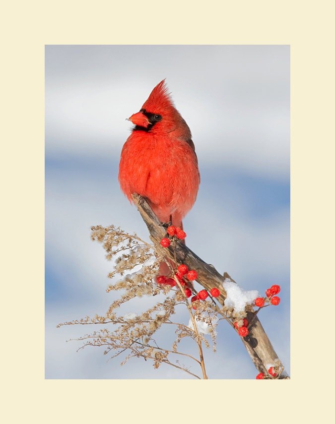 Cardinal Photograph, Cardinal Male Photograph,bird Photograph, Northern ...