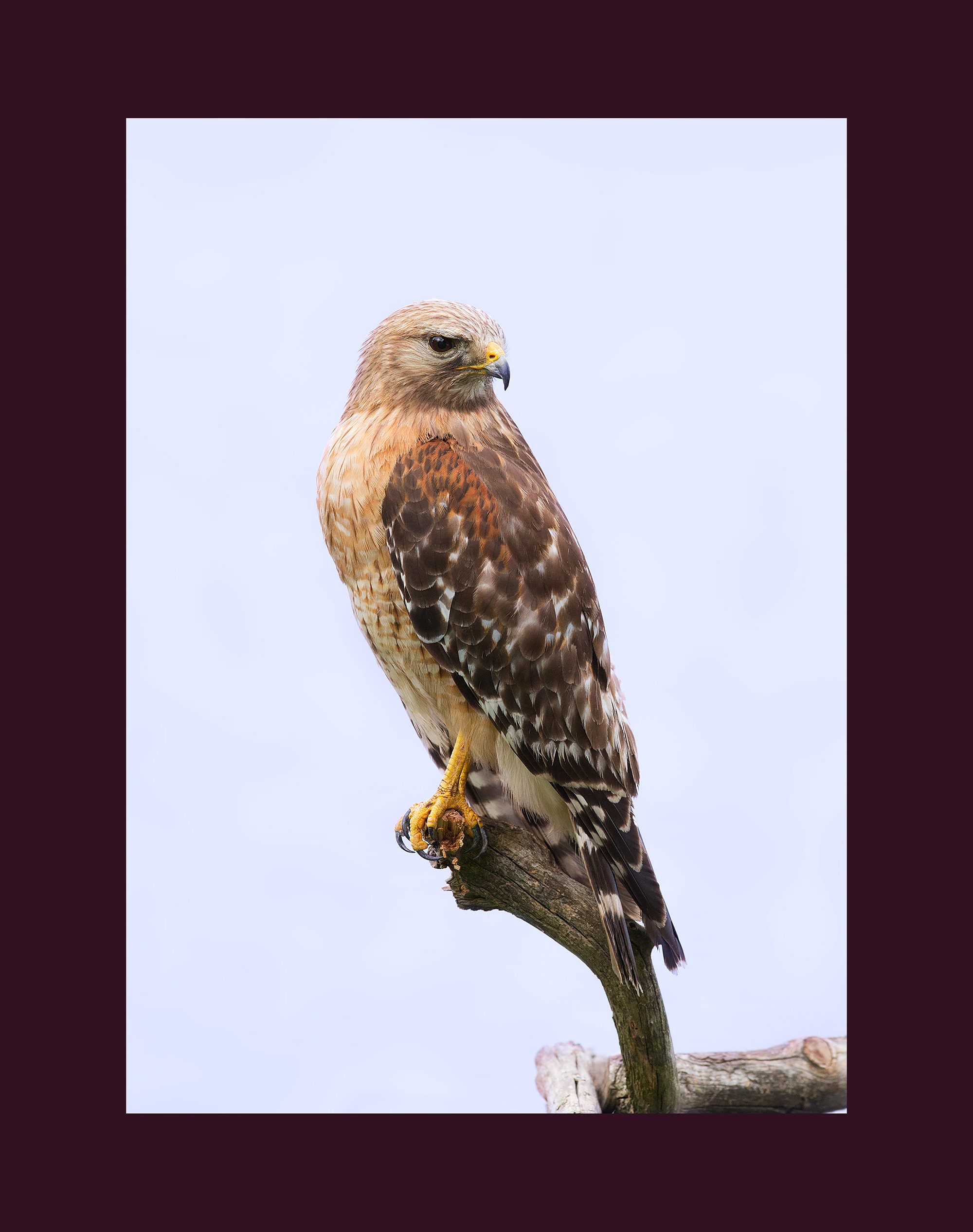 Red Shouldered Hawk Matted Print, Red Shouldered Hawk Photograph, Red ...