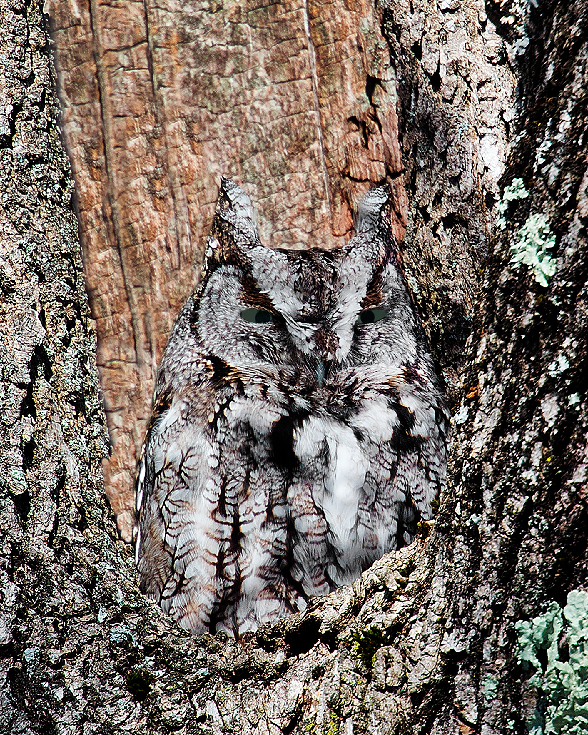 Eastern Screech Owl Camouflage