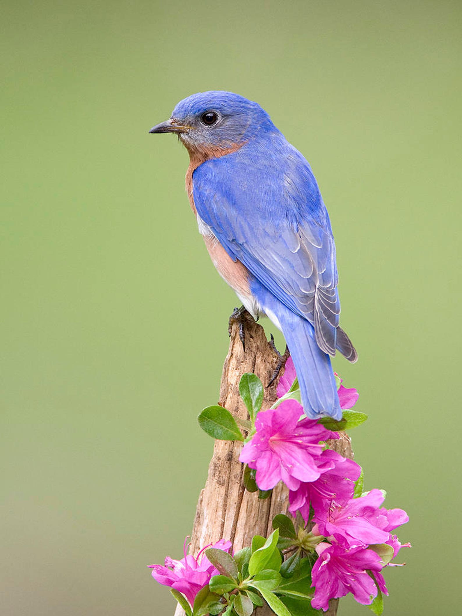 Bluebird Metal Aluminum Photograph, Eastern Bluebird Metal Aluminum ...