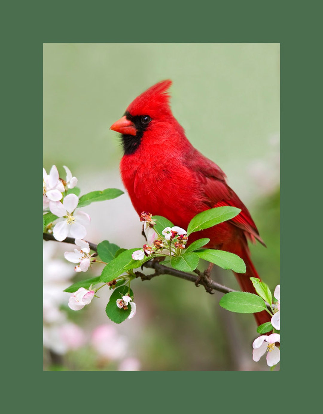 Cardinal Bird Photograph, Cardinal Photograph, Bird Photograph ...