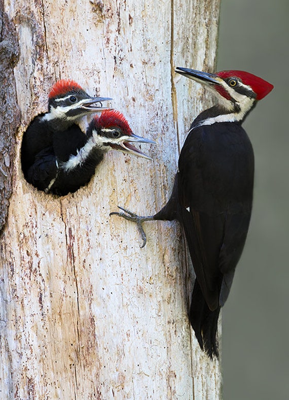 Pileated Woodpecker