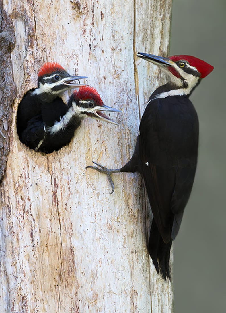 Pileated Woodpecker Family, Pileated Woodpecker Photograph, Pileated ...