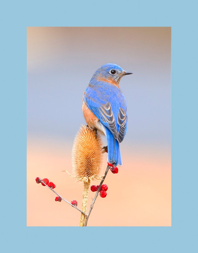 Eastern Bluebird Bird Photograph, Eastern Bluebird Photograph, Eastern ...