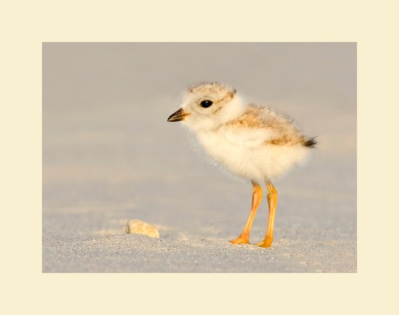 Piping plover bird photograph Piping plover photograph | Etsy