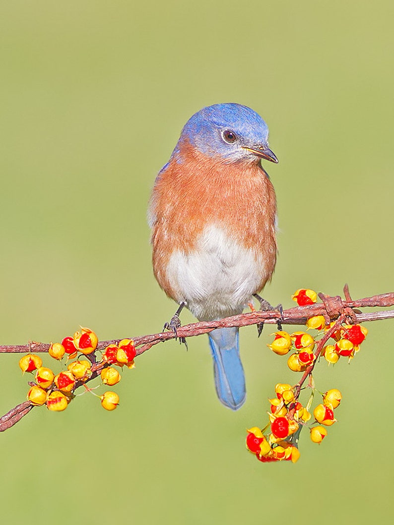 Bluebird Metal Aluminum Photograph, Eastern Bluebird Aluminum ...