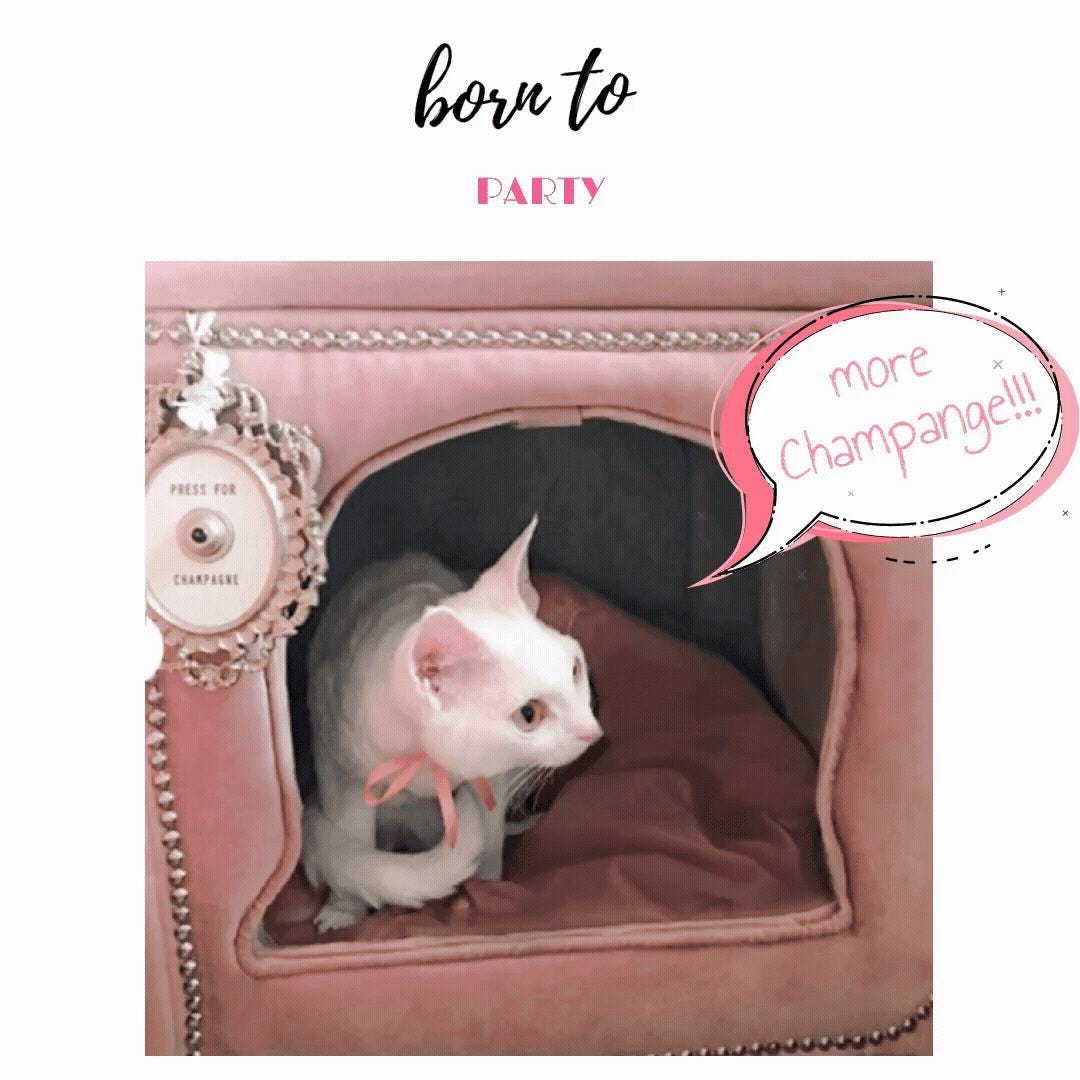Luxury Dog Cave Bed – Velvet Pet Cube With Cushion, Audrey the Cat Bed ...