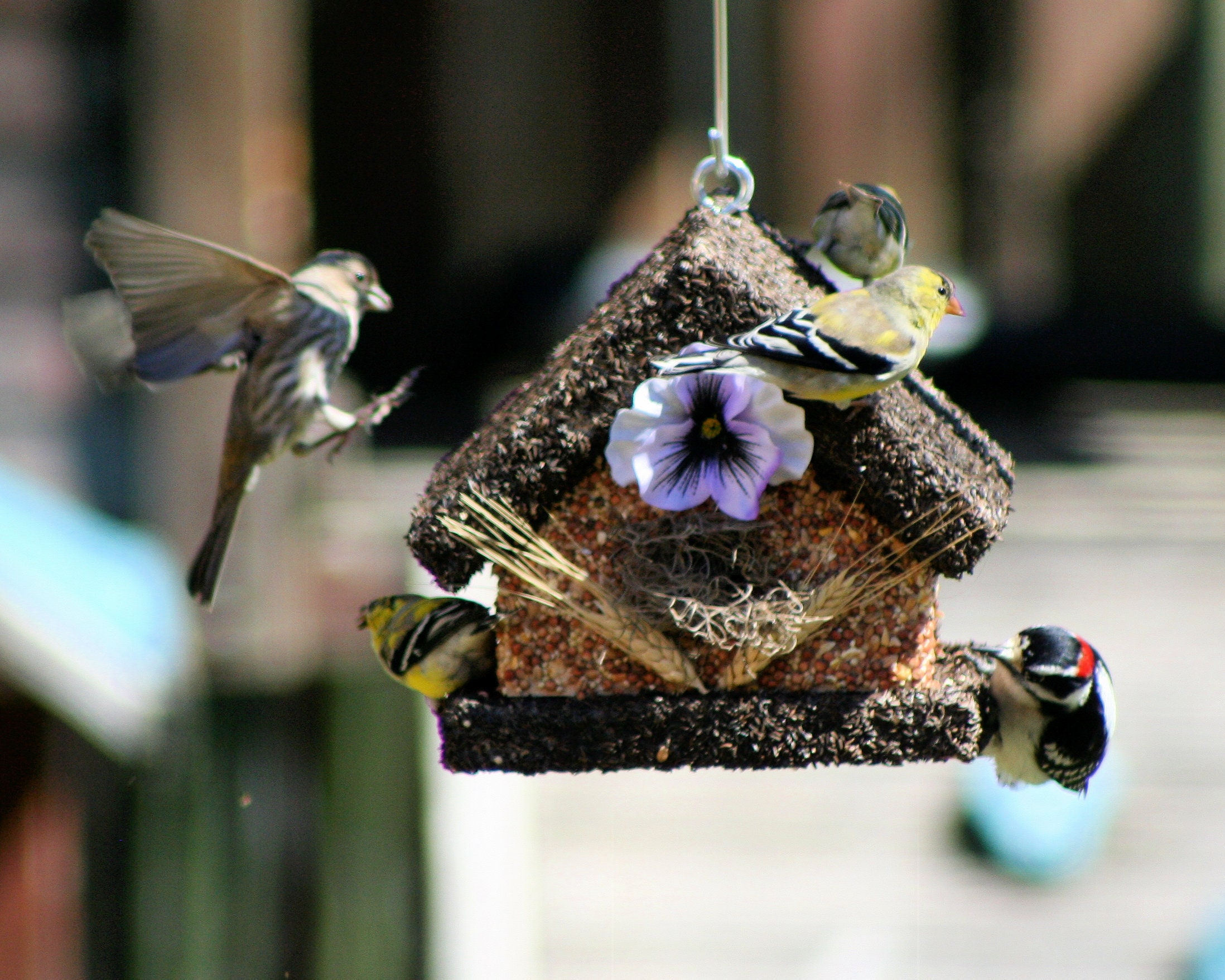 Edible Birdhouse - Etsy