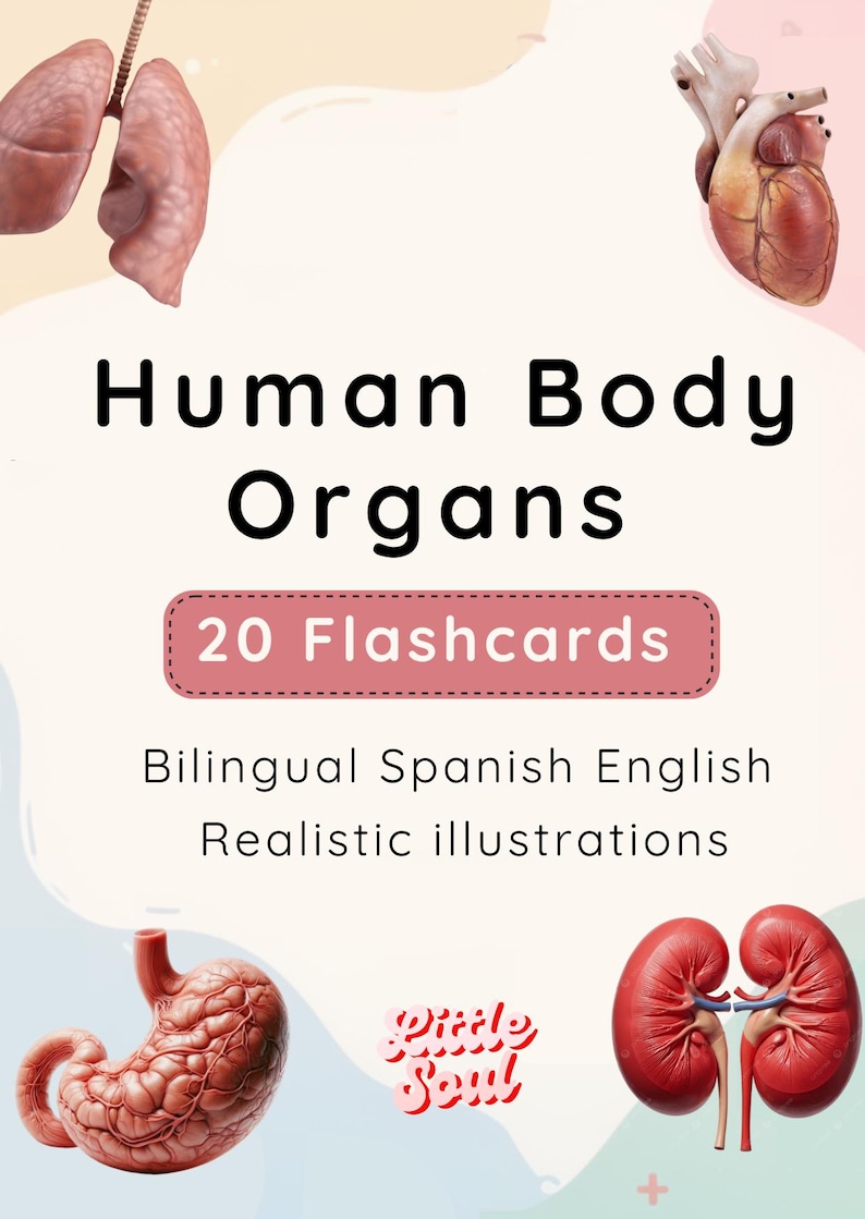 Human Body Organs Flashcards (spanish & English) | Bilingual Printable ...