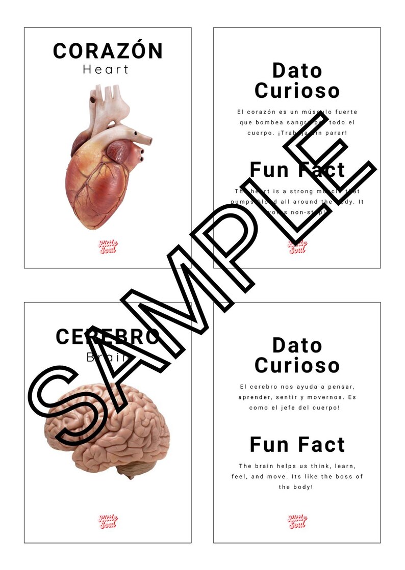 Human Body Organs Flashcards (spanish & English) | Bilingual Printable ...