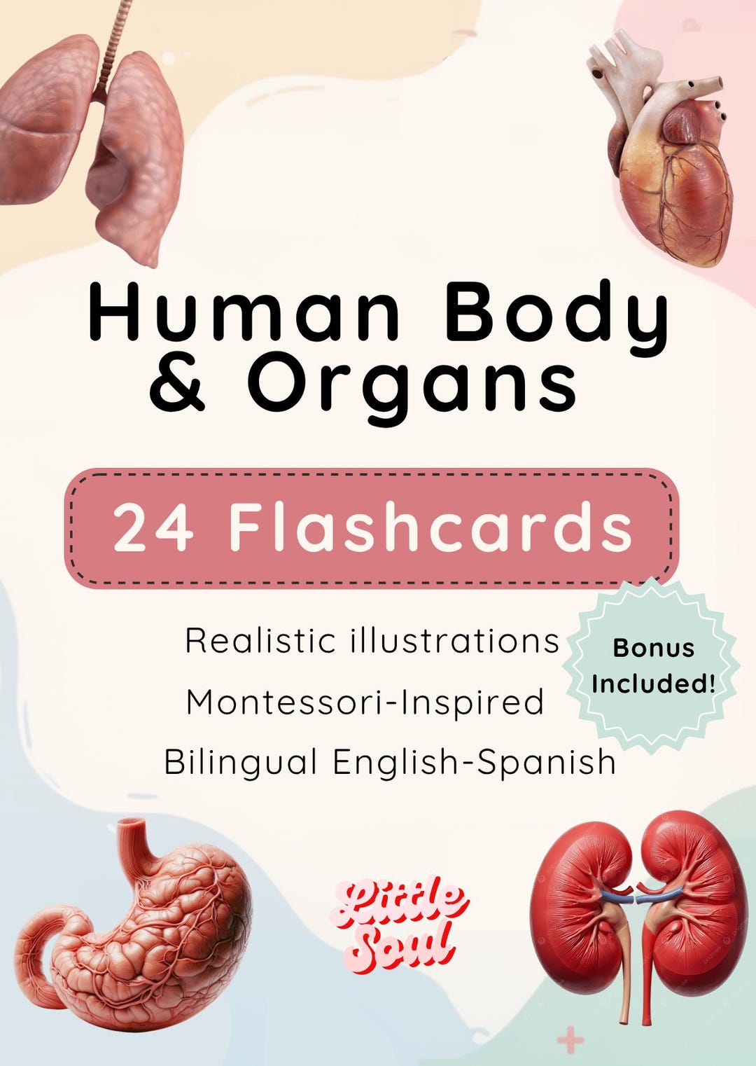 Human Body Organs Flashcards (spanish & English) | Bilingual Printable ...
