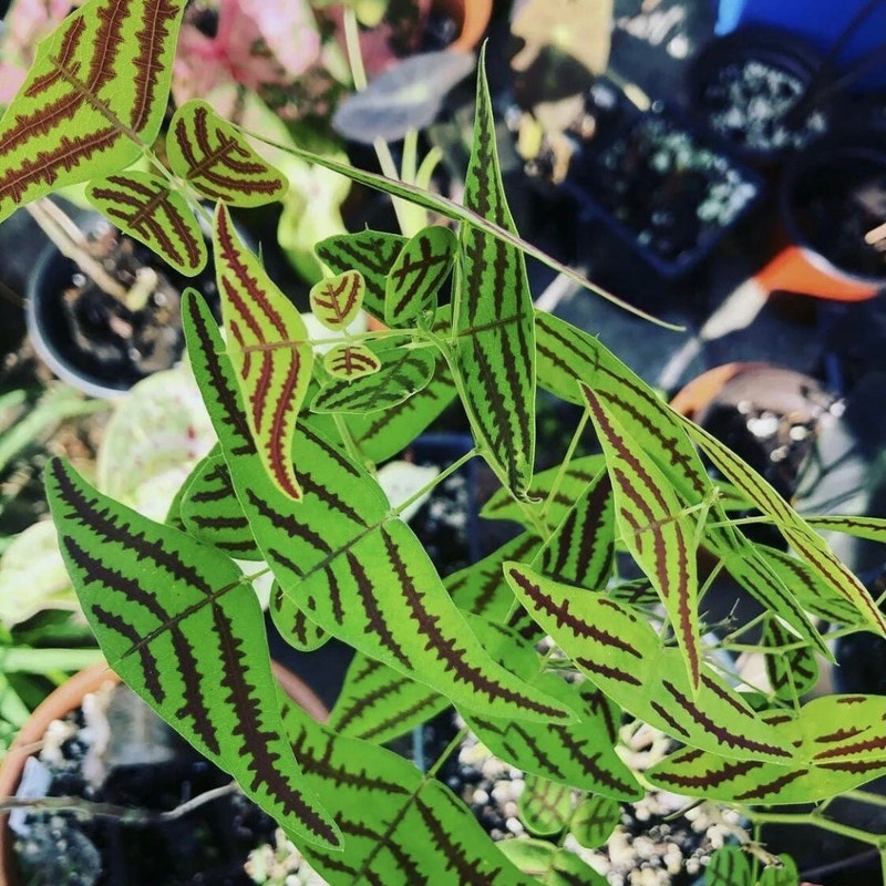 Butterfly Wing Plant - Etsy