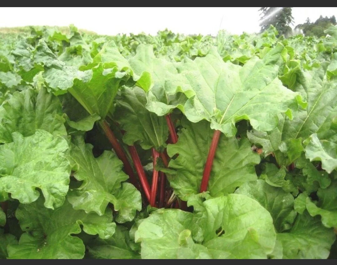Rhubarb crimson Red Perennial 1 Large Crown Division Root Plant. Easy ...