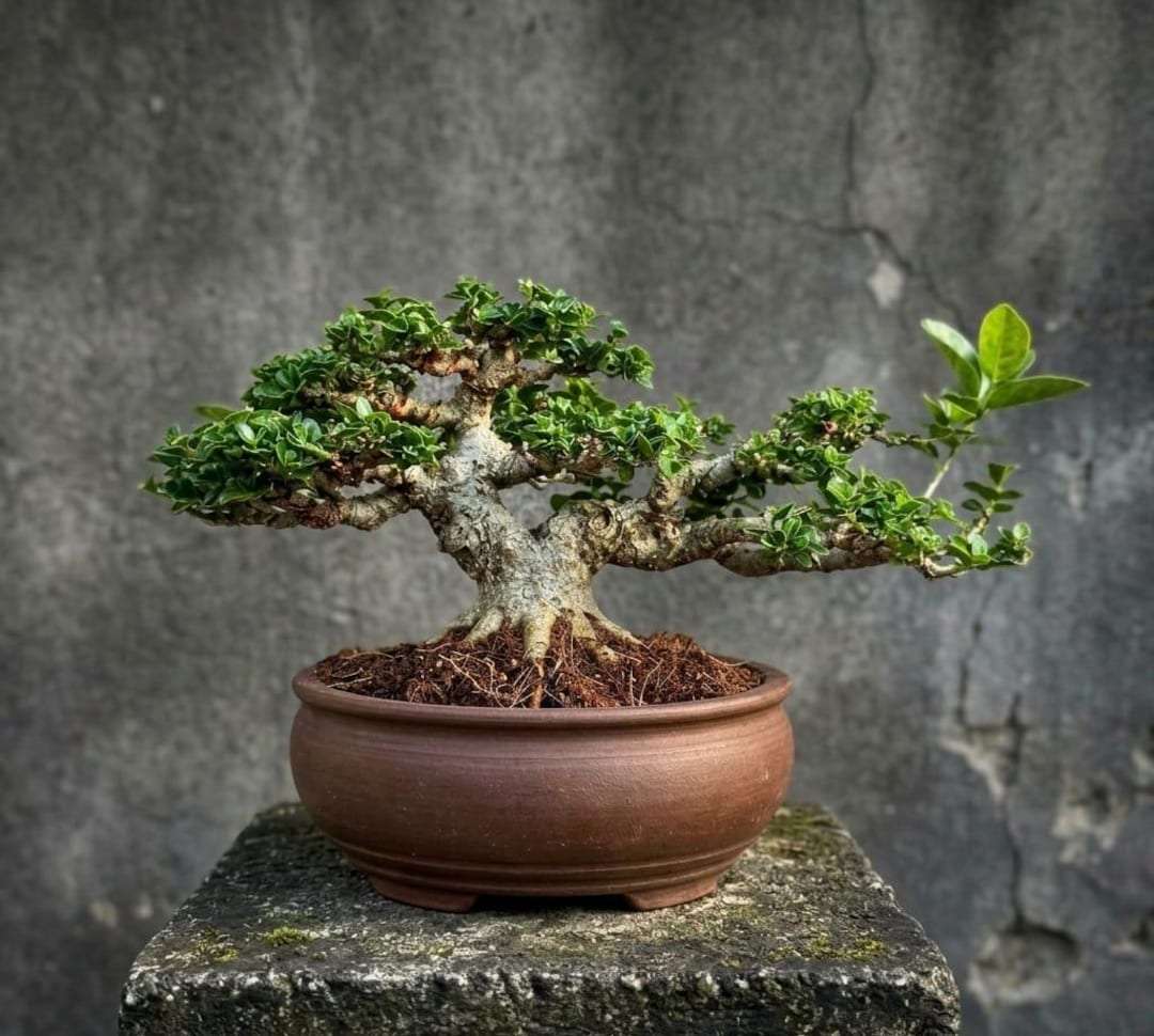 Premna Microphylla Small Bonsai Tree|live Plant Indoor Outdoor - Etsy