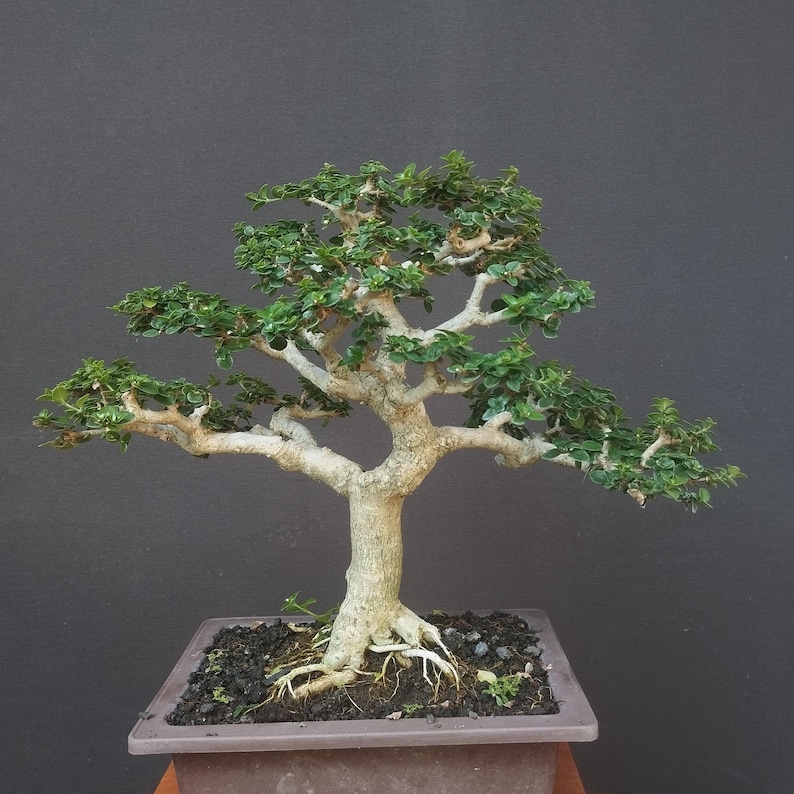 Premna Microphylla Mame Size Bonsai Tree Big Trunk |live Plant Indoor ...