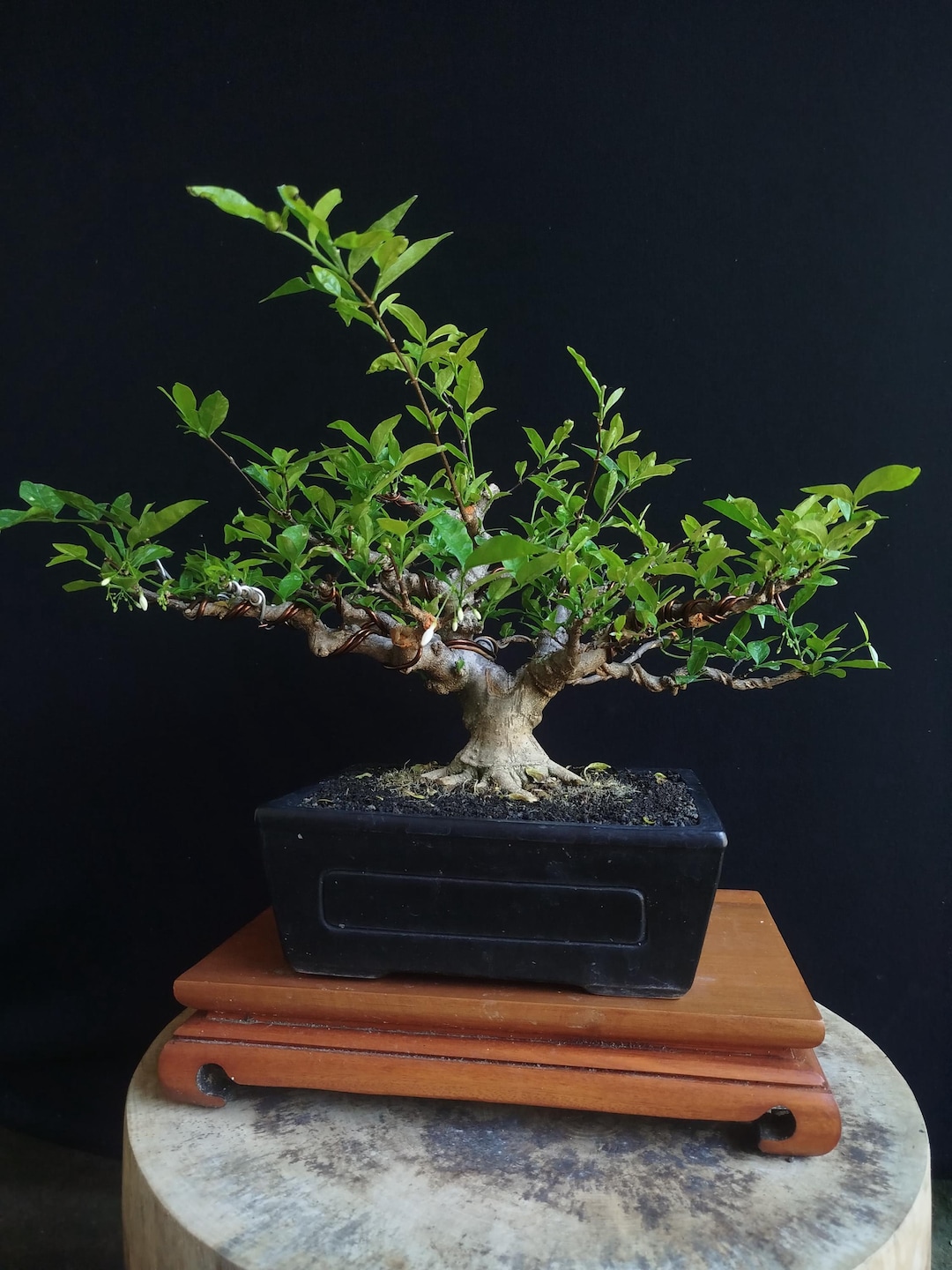 Live Tree Water Jasmine Bonsai | Fragrant Flowering Plant - Etsy