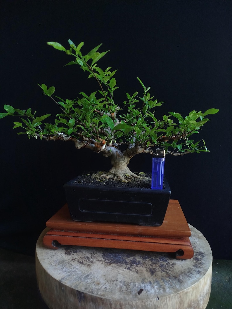 Live Tree Water Jasmine Bonsai | Fragrant Flowering Plant - Etsy