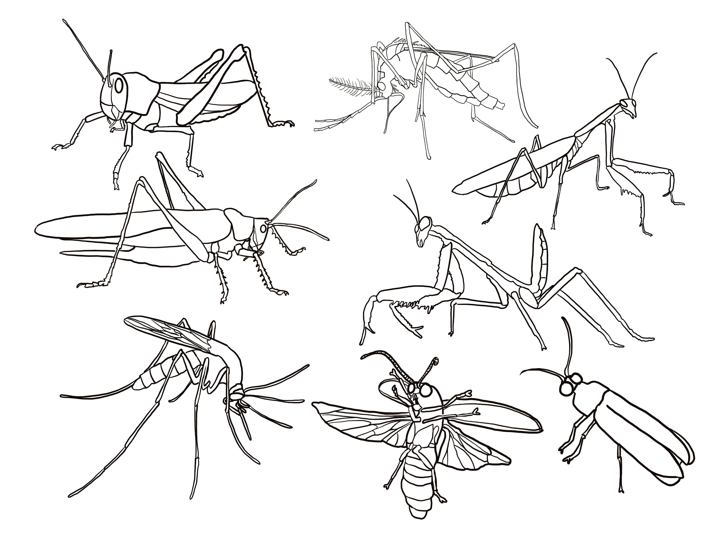 Insects Hand Drawn Printable 8.5 X 11 300dpi .jpg Digital - Etsy