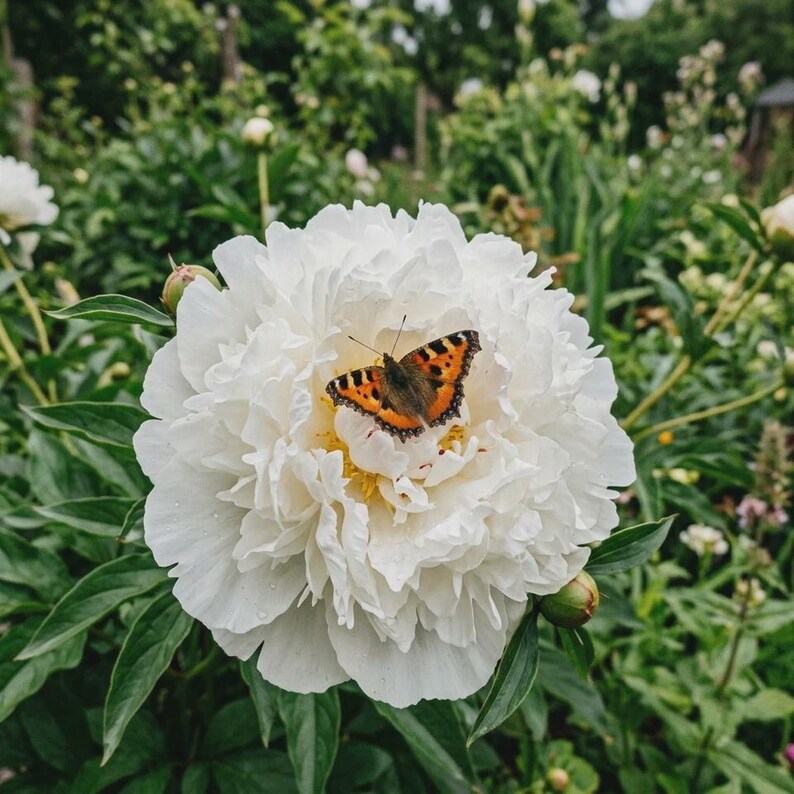 50 White Peony Seeds - Etsy