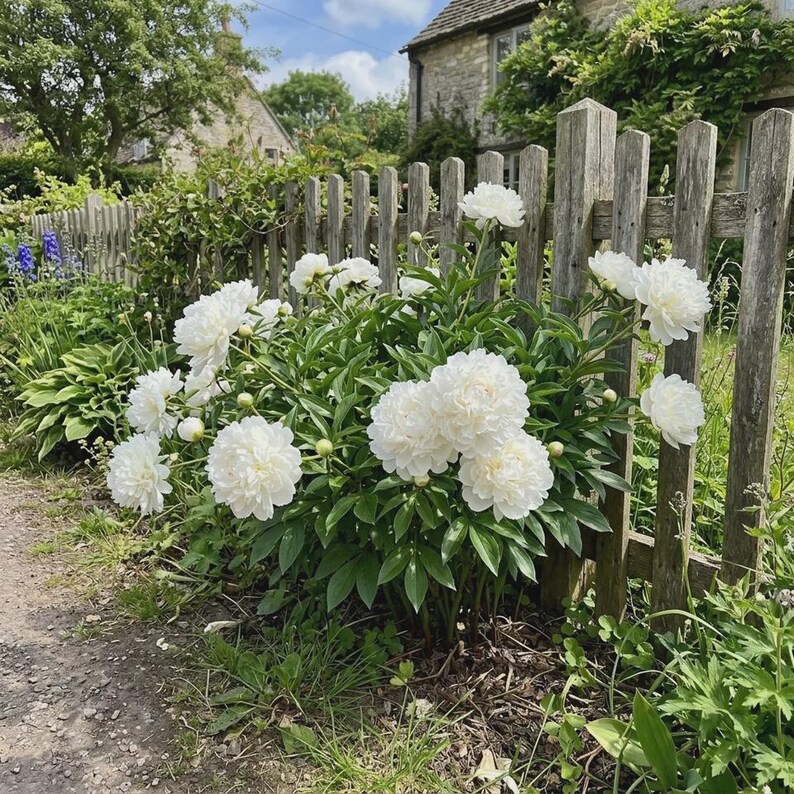 50 White Peony Seeds - Etsy