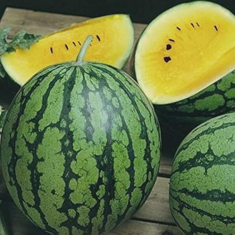 50+ Yellow Doll (seedless) Watermelon Seeds for Planting - Etsy