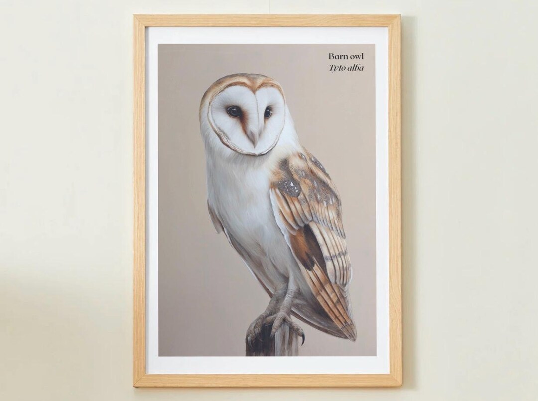 Barn Owl Poster – Wildlife & Animal Poster Print - British Species ...