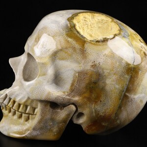 Skullis Crystal Skull, 5.1" Coral Fossil Hand Carved Crystal Skull ...