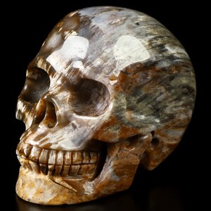 Skullis Crystal Skull, 3.5" Petrified Wood Hand Carved Gemstone Skull ...