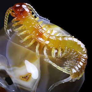 Skullis Crystal Skull, Five Poisons - 5.2" Carnelian Carved Crystal ...