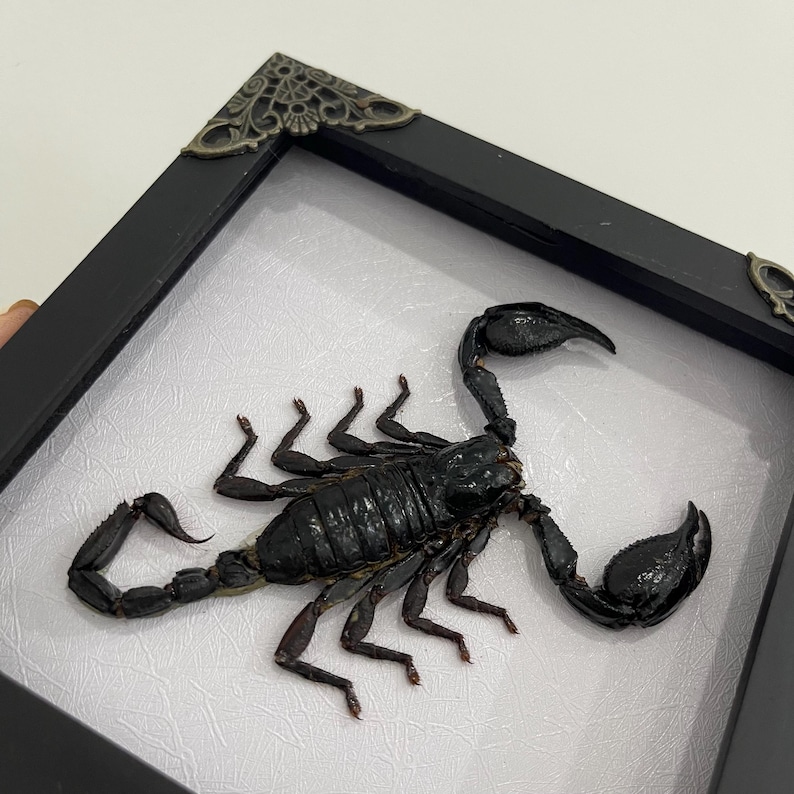 Real Framed Scorpion Specimen Real Insect Taxidermy Oddity Scorpio ...
