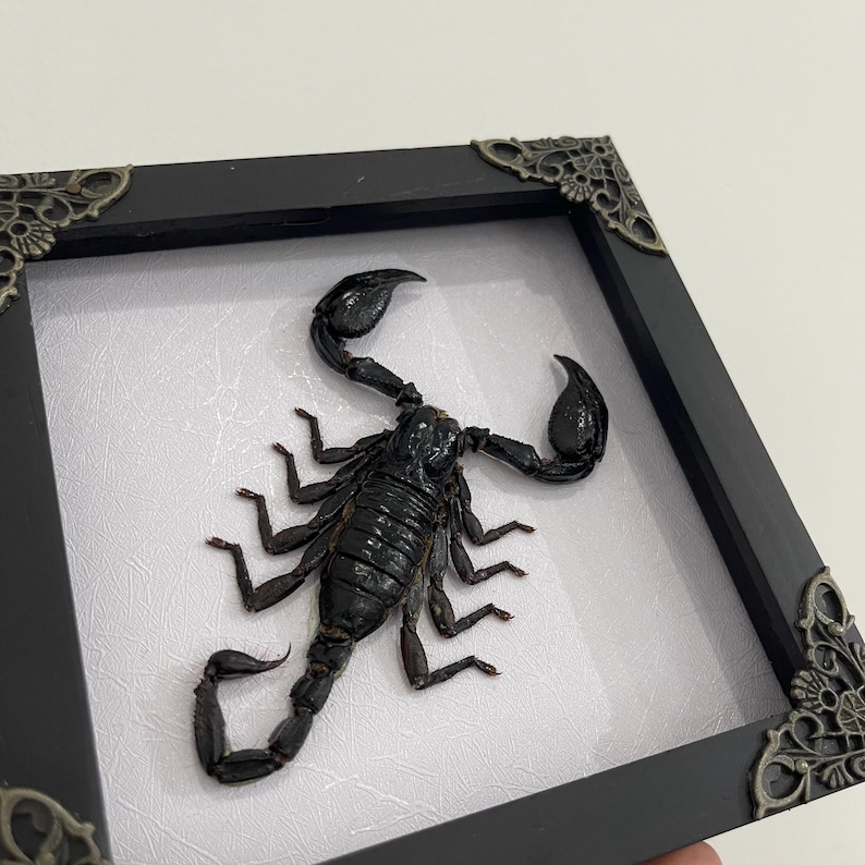 Real Framed Scorpion Specimen Real Insect Taxidermy Oddity Scorpio ...