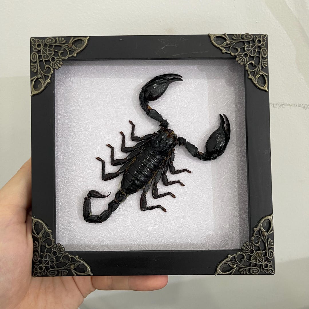 Real Framed Scorpion Specimen Real Insect Taxidermy Oddity Scorpio ...