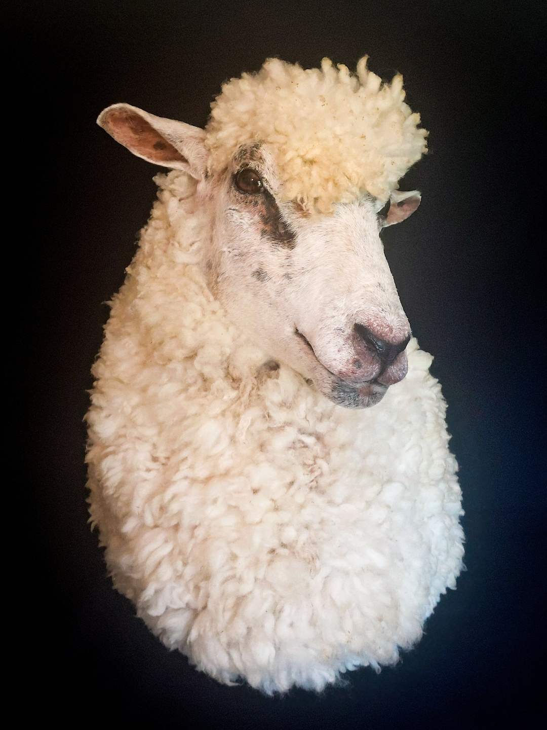 Sheep Shoulder Mount Taxidermy - Etsy