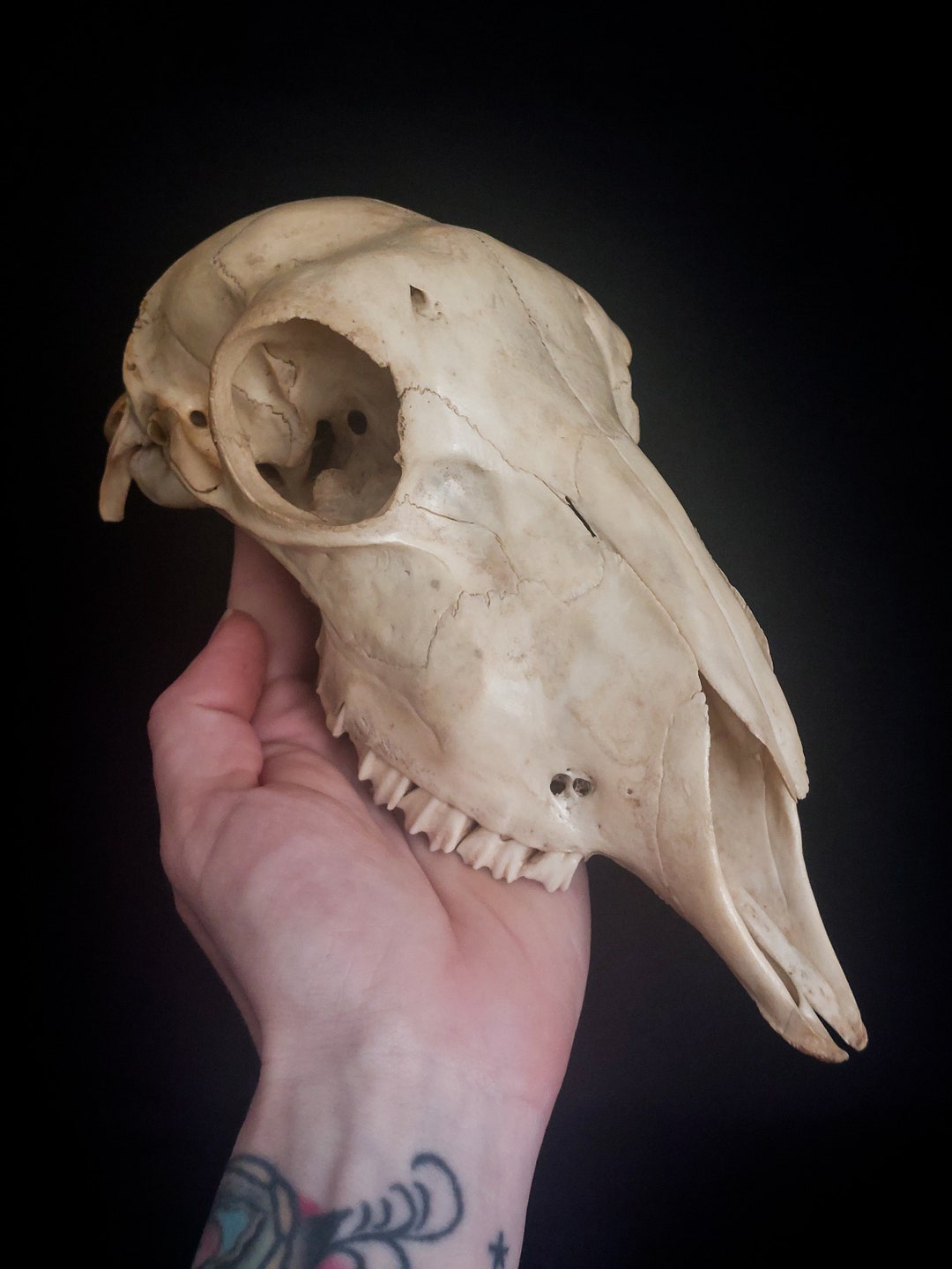 Lamb Skull, Sheep Skull - Etsy