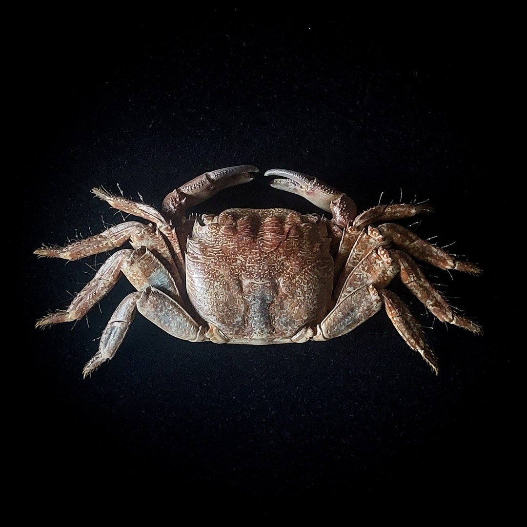 Crab Specimen, Preserved Rock Crab, Pachygrapsus - Etsy