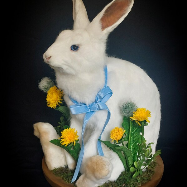Taxidermy White Rabbit - Etsy