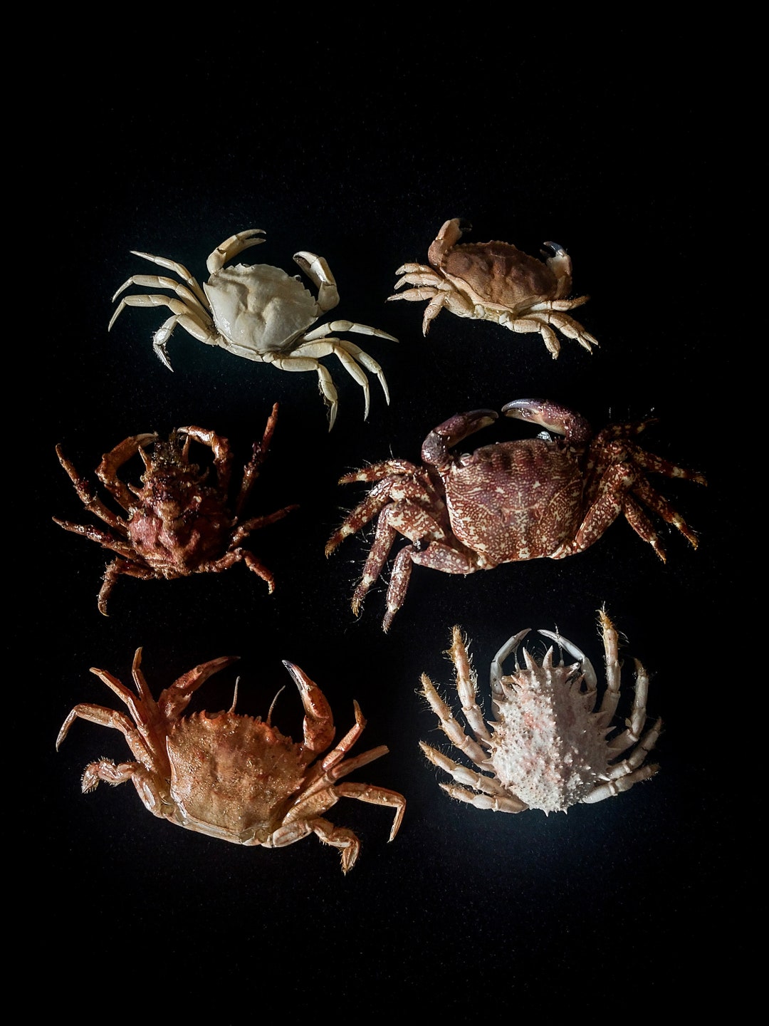 Set of Six Small Preserved Crabs - Etsy