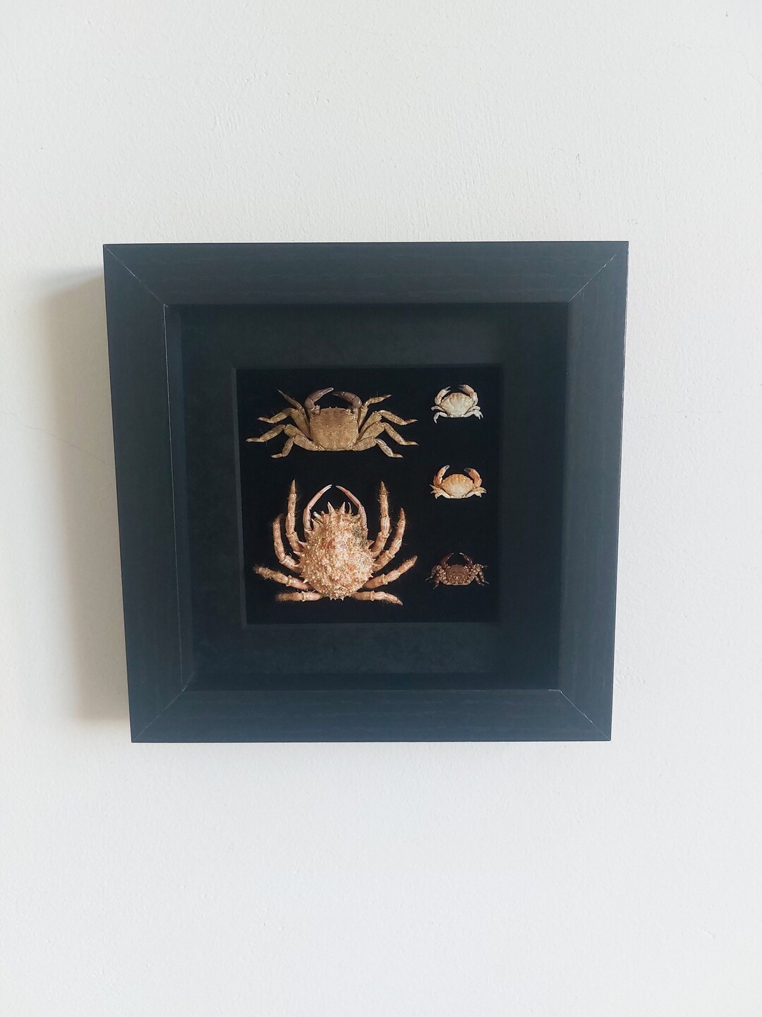 Small Crabs Frame, Black Deep Frame With Preserved Crabs - Etsy