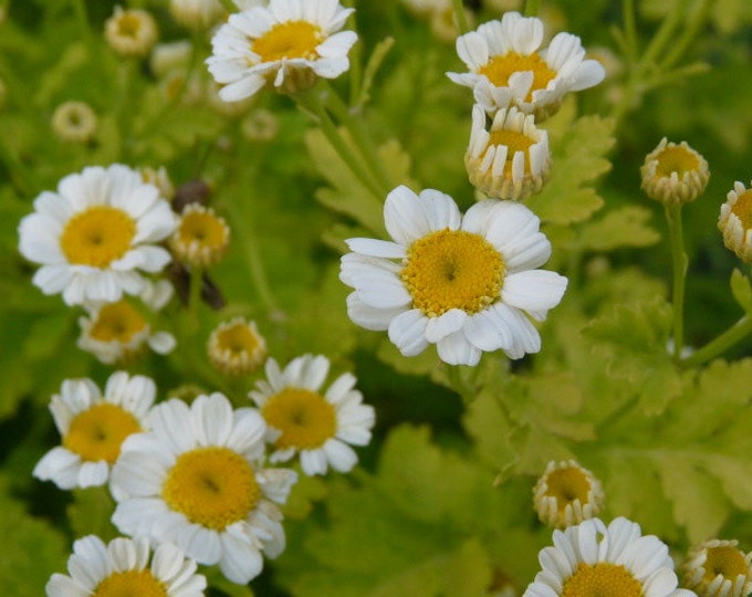 Golden Feverfew Seeds//tanacetum Parthenium Aureum - Etsy