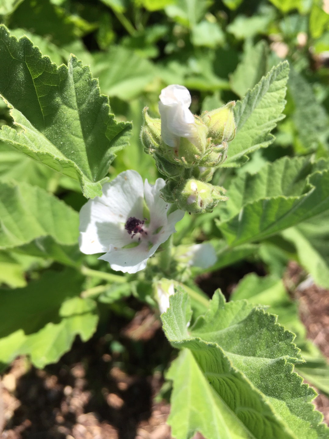Marshmallow Seeds // Althaea Officinalis - Etsy