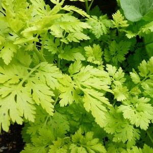 Golden Feverfew Seeds//tanacetum Parthenium Aureum - Etsy